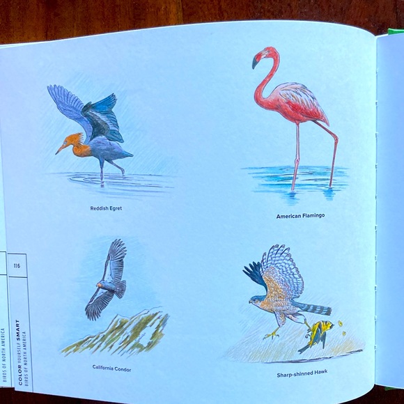 Art | Color Yourself Smart Birds Of North America Drawing Book | Poshmark